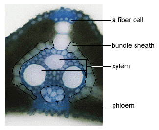 In the leaf blade...